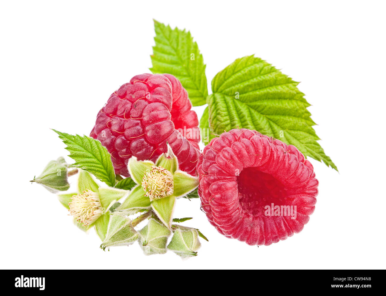 Raspberry fruit closeup isolated on white background Stock Photo - Alamy