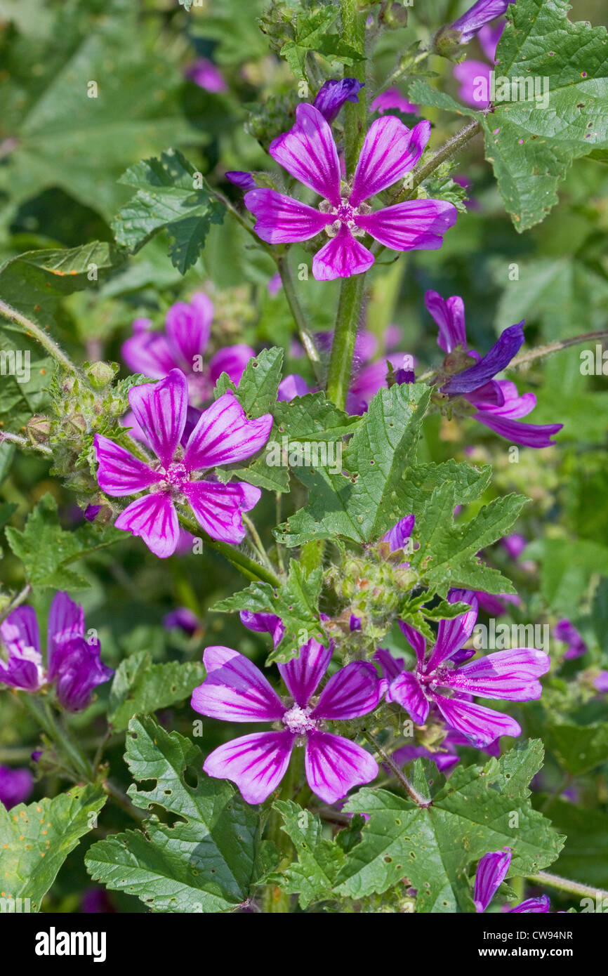 Common Mallow (Malva sylvestris Stock Photo - Alamy