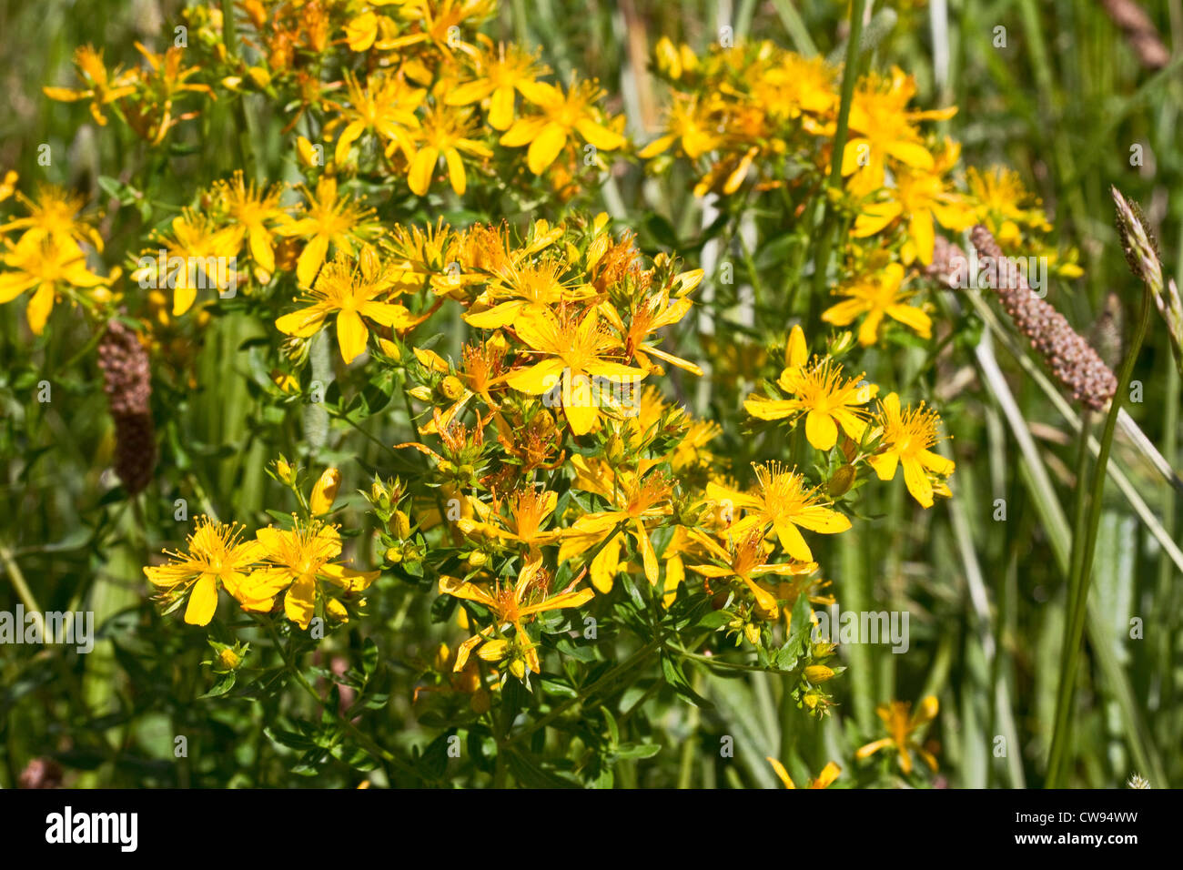 St John's-wort (Hypericum Sp Stock Photo - Alamy