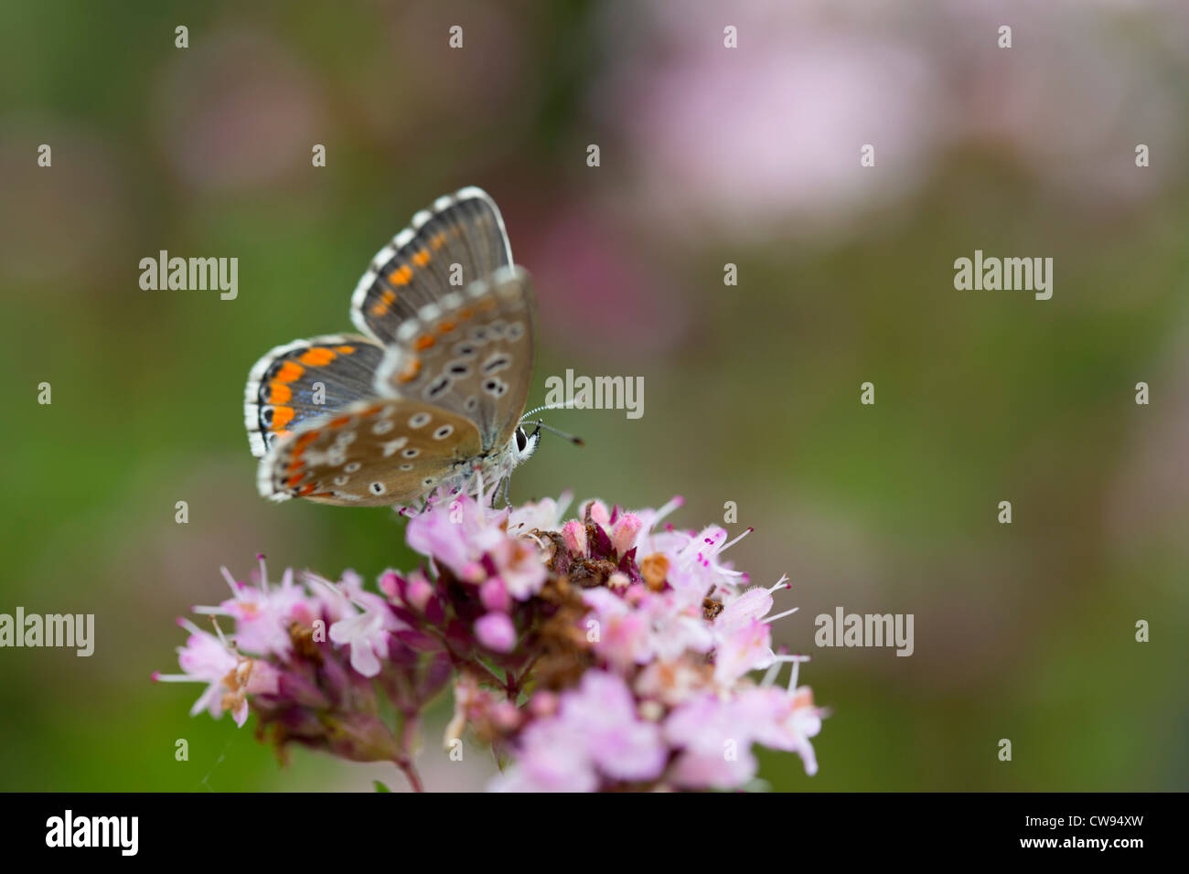 Adonis Blue Butterfly Uk Stock Photos & Adonis Blue Butterfly Uk Stock ...