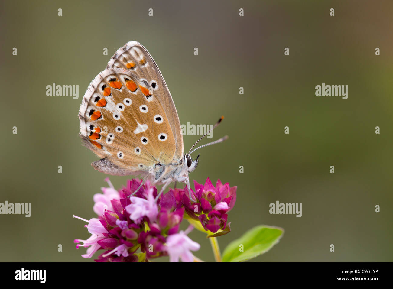 Adonis blue hi-res stock photography and images - Alamy