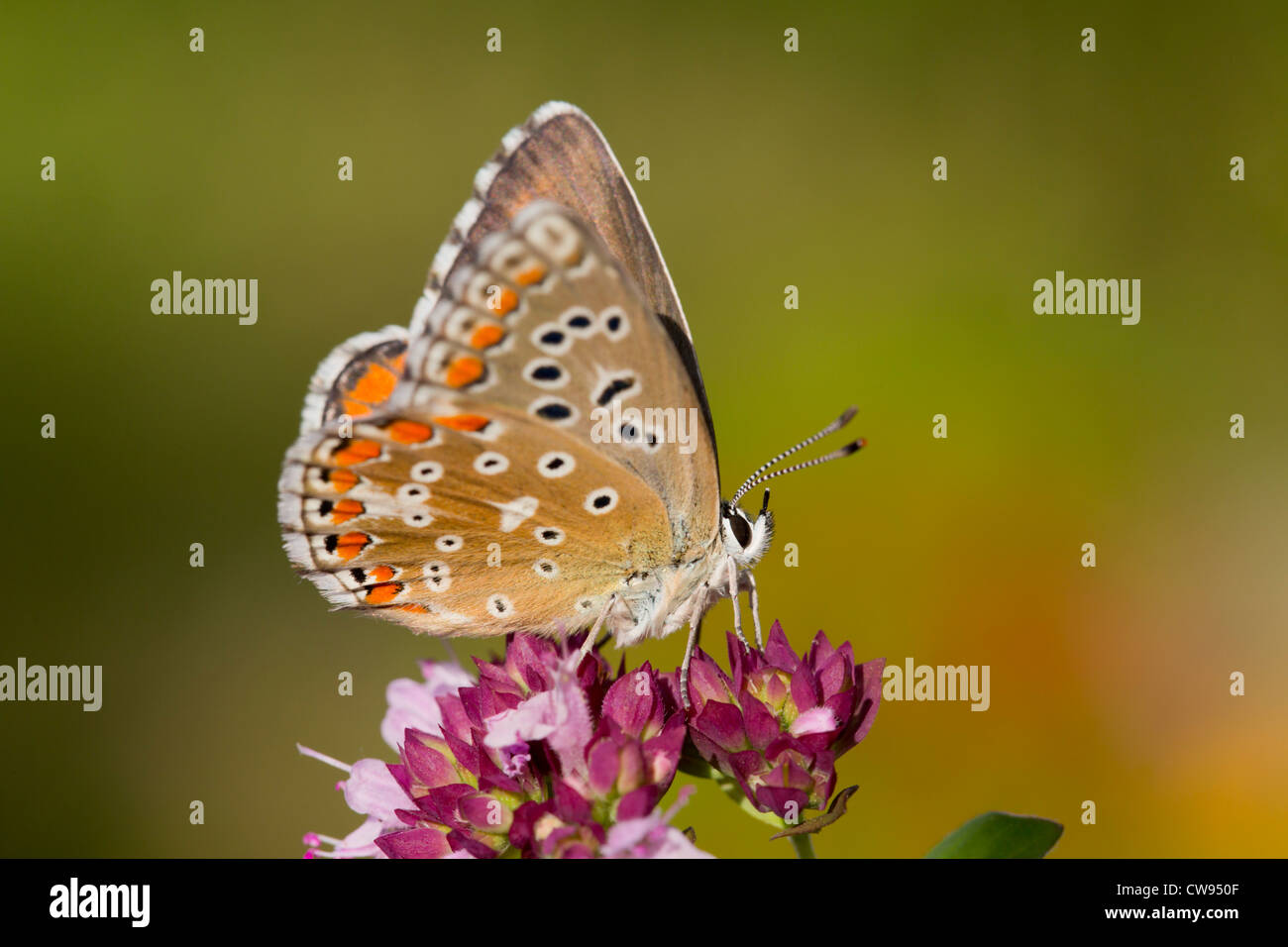 Female spots on wings hi-res stock photography and images - Alamy