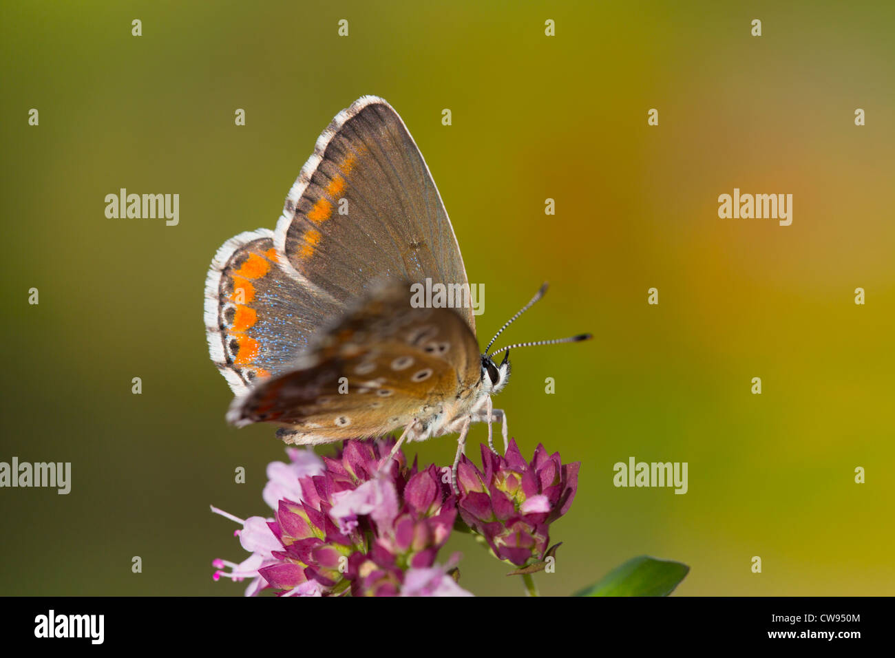 Female adonis blue hi-res stock photography and images - Alamy