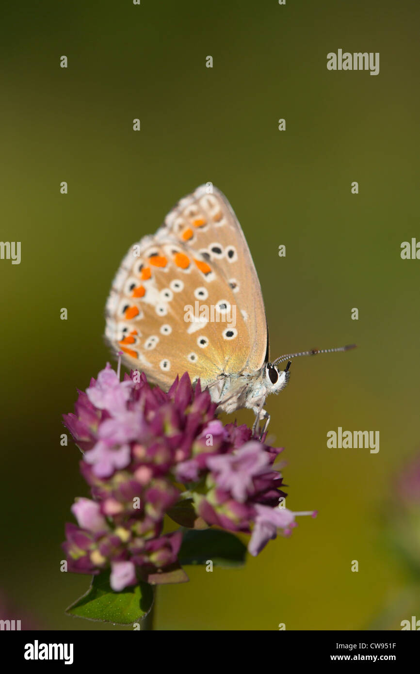 Blue adonis uk hi-res stock photography and images - Alamy
