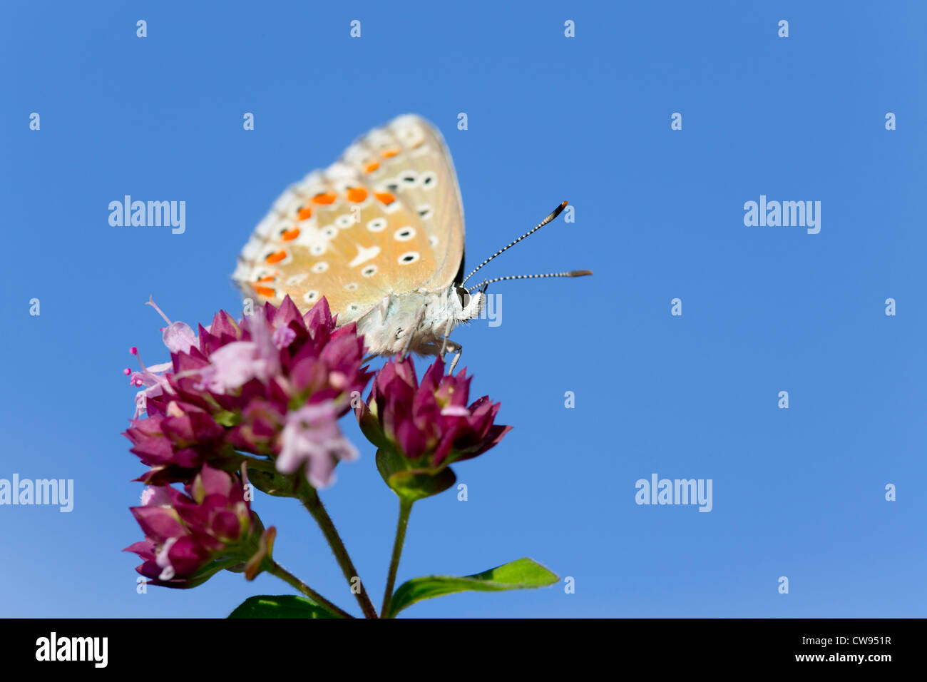 Female Adonis Blue High Resolution Stock Photography and Images - Alamy