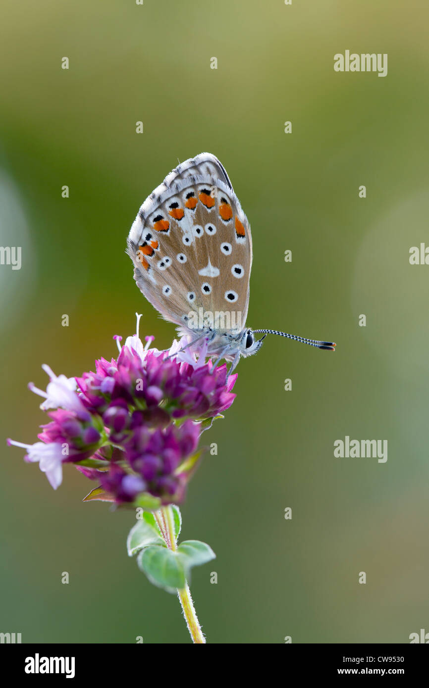 Female adonis blue hi-res stock photography and images - Alamy