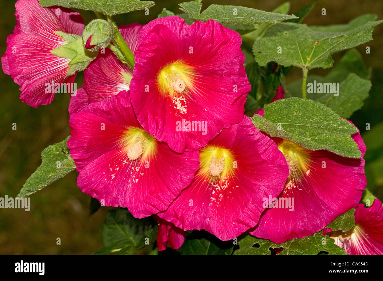 Hollyhocks (Althaea rosea Stock Photo - Alamy