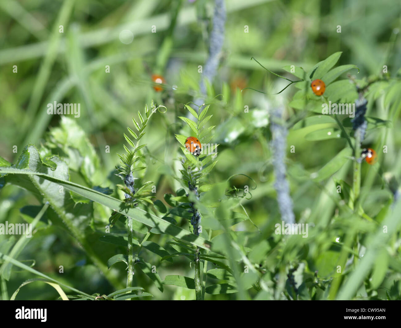seven-spot ladybird beetle, ladybug / Coccinella septempunctata ...