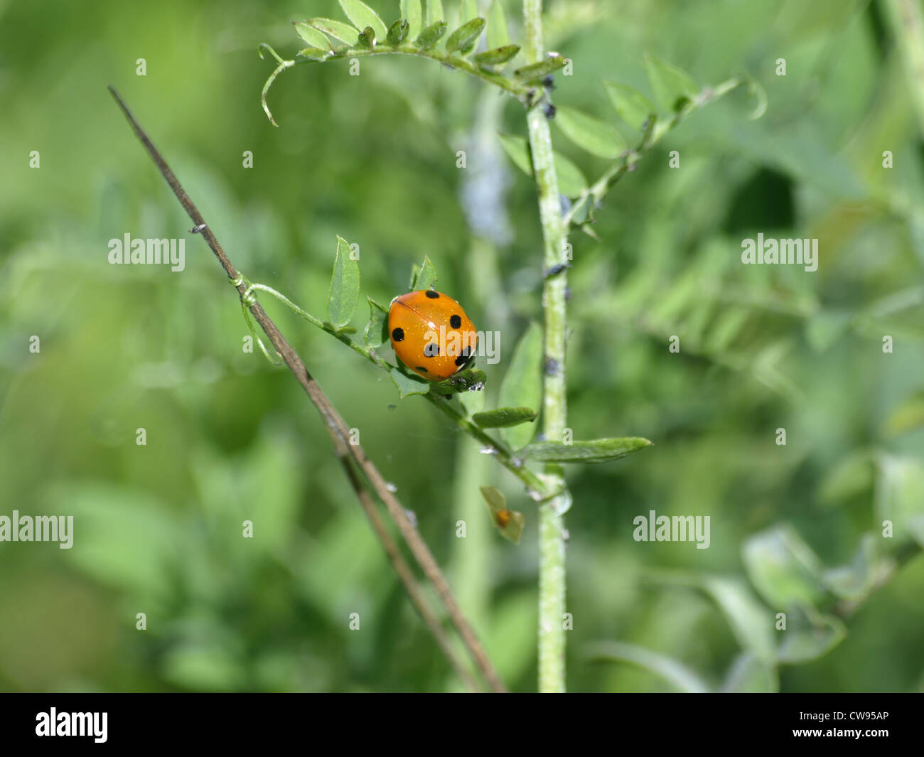 seven-spot ladybird beetle, ladybug / Coccinella septempunctata ...