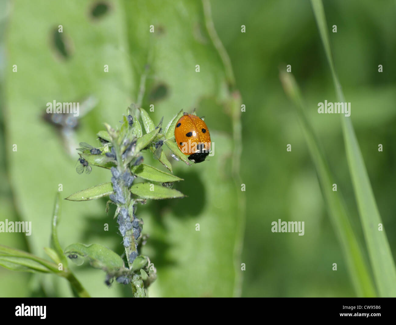 seven-spot ladybird beetle, ladybug / Coccinella septempunctata ...