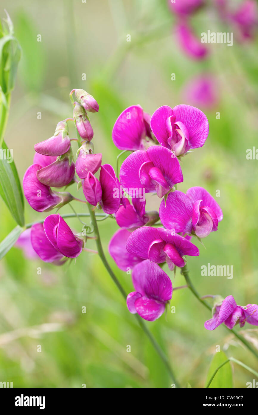 Broad-Leaved Everlasting Pea; Lathyrus latifolius; Gower; Wales; UK ...