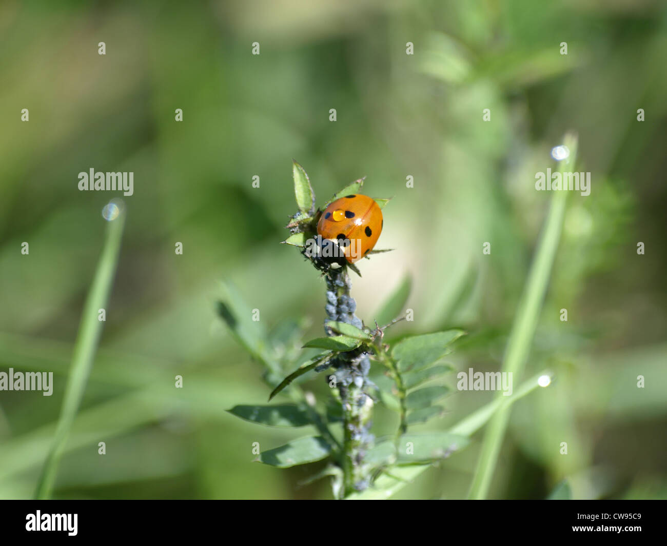 seven-spot ladybird beetle, ladybug / Coccinella septempunctata ...