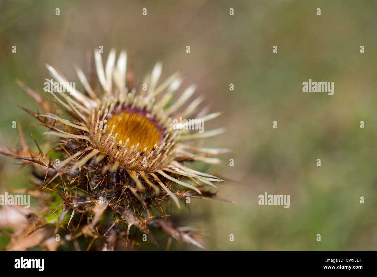 Carline Thistle; Carlina vulgaris; flower; Gower; Wales; UK Stock Photo ...