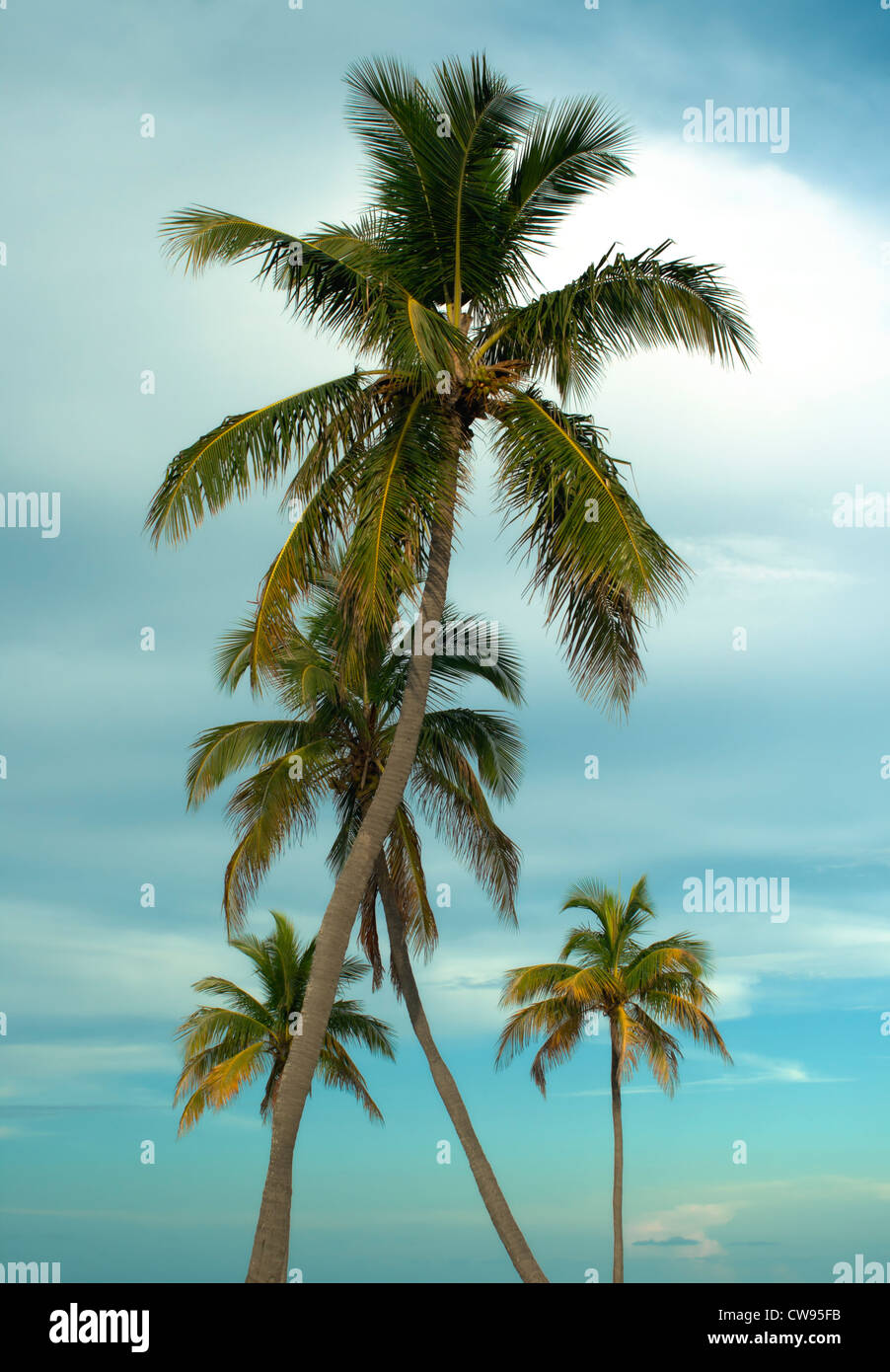 Tall palm trees against beautiful blue tropical sky Stock Photo - Alamy