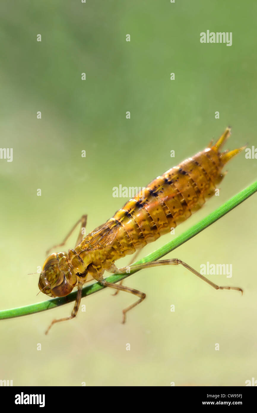 Early Instar High Resolution Stock Photography and Images - Alamy