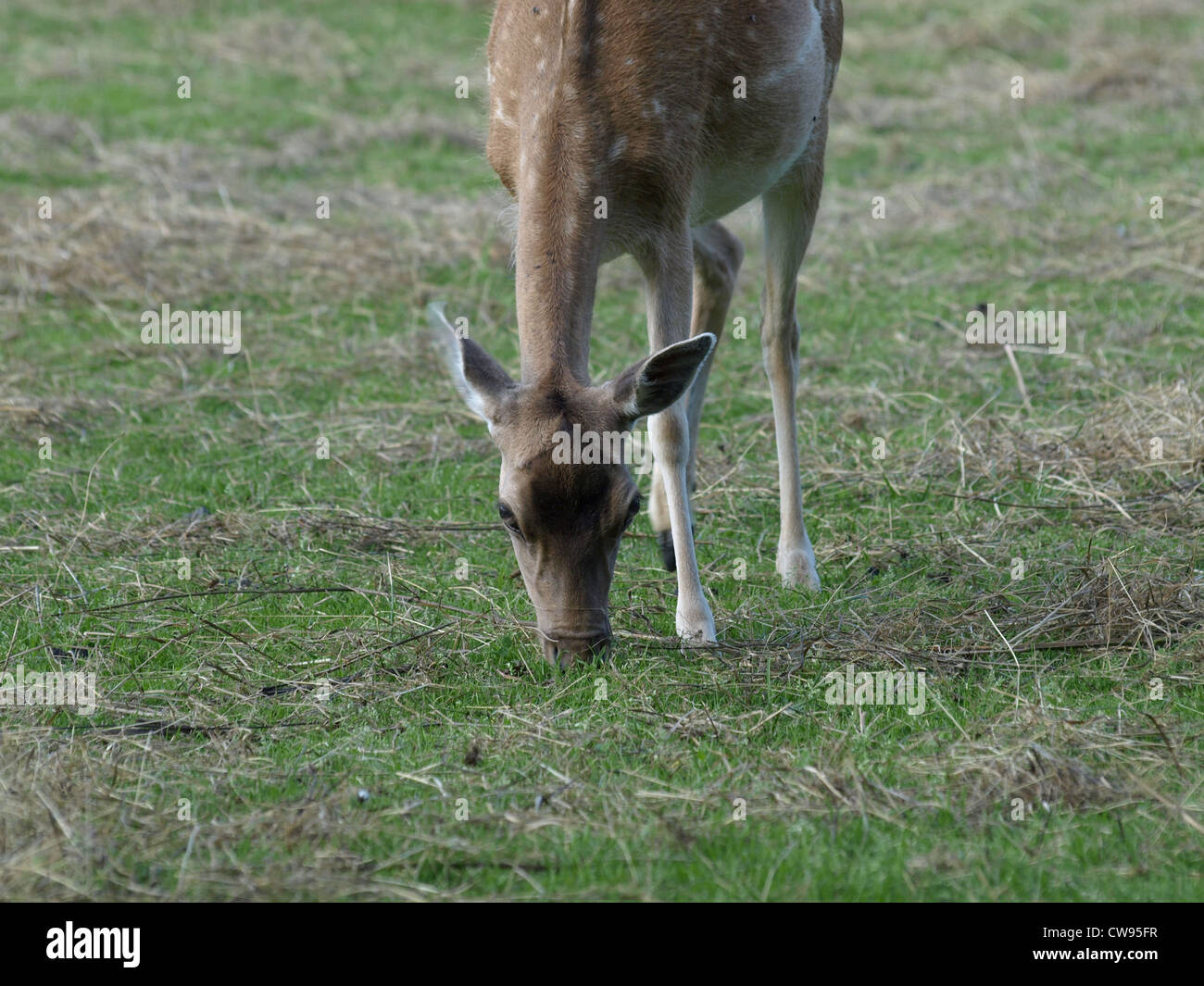 Europaischer damhirsch hi-res stock photography and images - Alamy