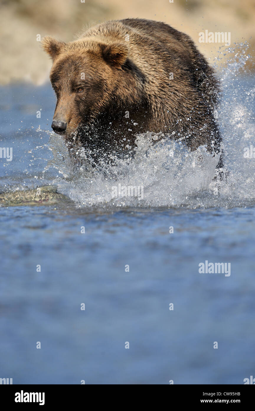 Brown bear ursus fishing water adult alaska katmai national park hi-res ...