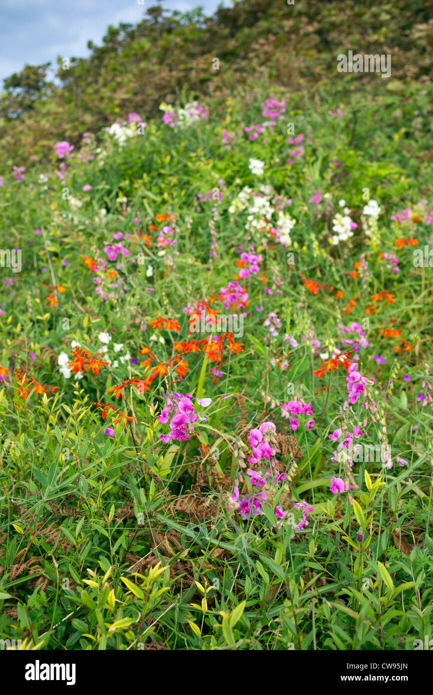 Flowers on the Sand Dunes; summer; Horton; Gower; Wales; UK Stock Photo ...