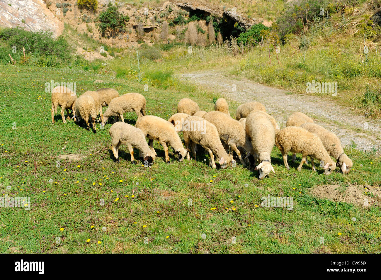 Sheep Herder Bulbul Mountain Ephesus Turkey Kusadasi Stock Photo - Alamy