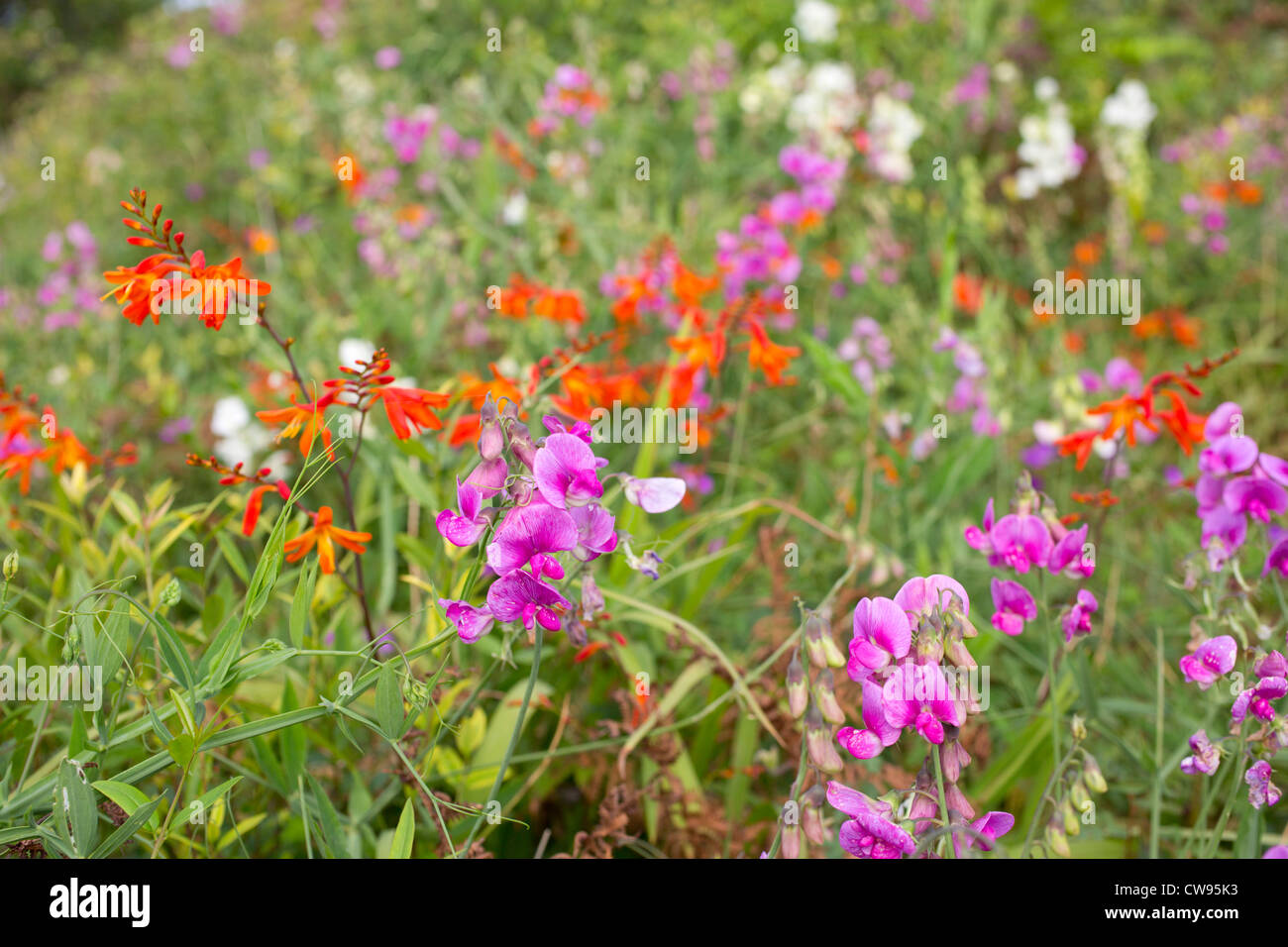 Flowers on the Sand Dunes; summer; Horton; Gower; Wales; UK Stock Photo ...