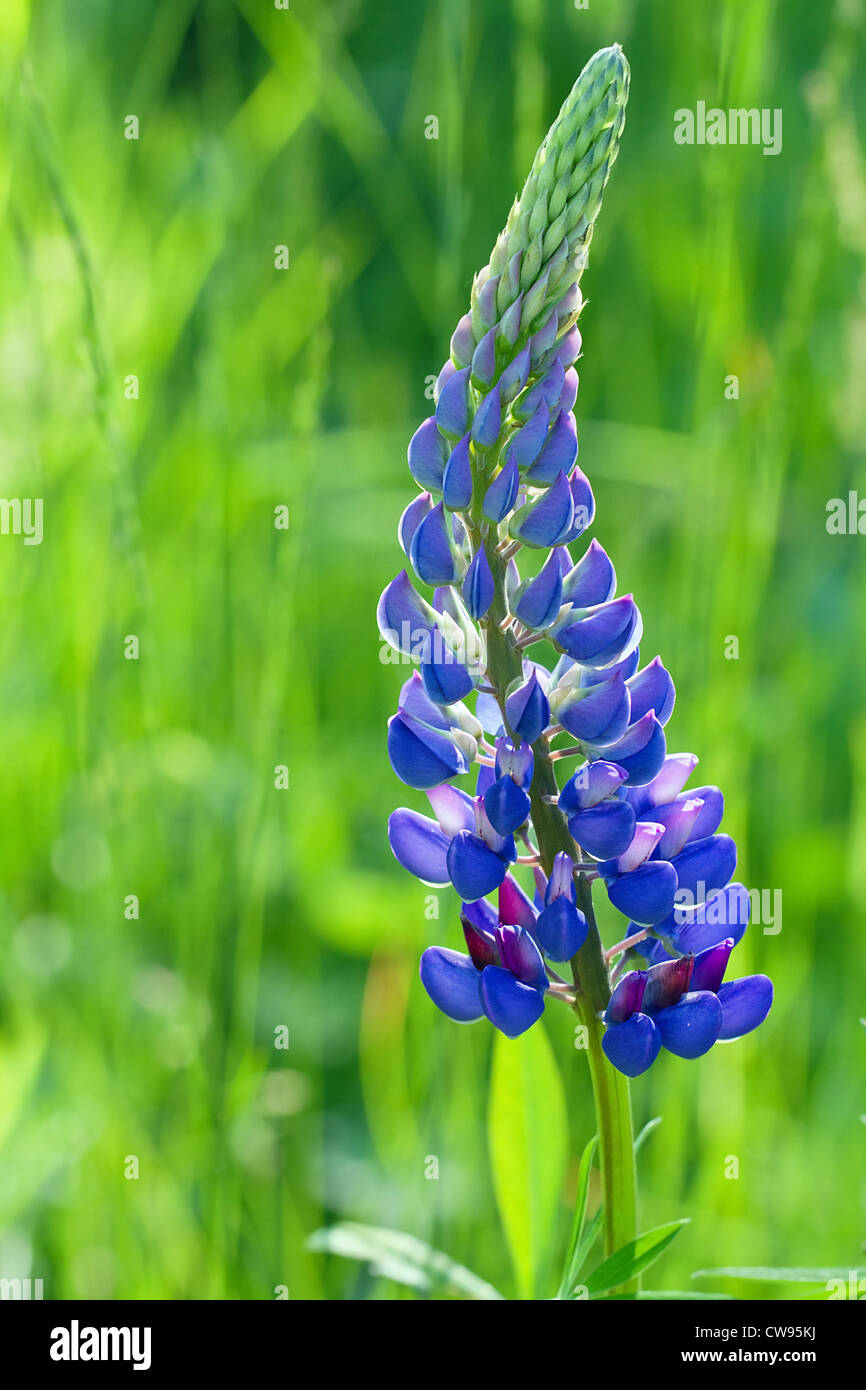 Bluebonnet lupine hi-res stock photography and images - Alamy