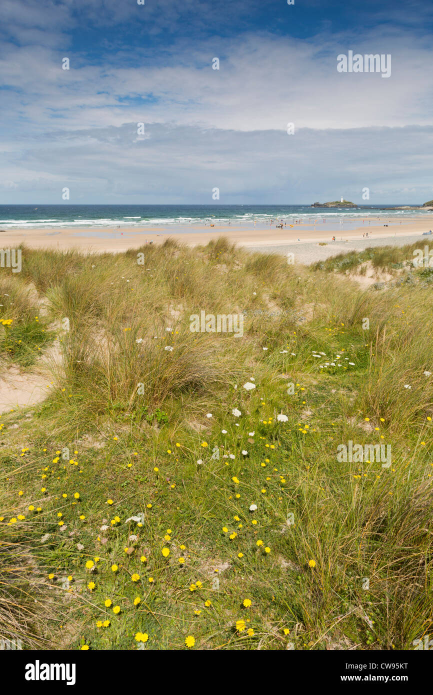 St Gothian Sands; flowers; summer; Godrevy; Cornwall; UK Stock Photo ...