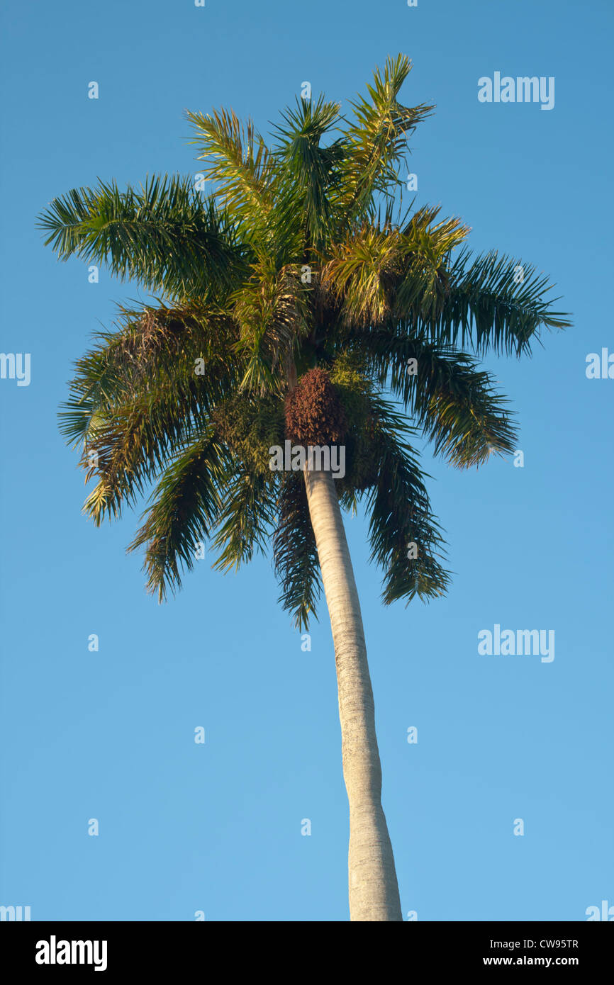 Isolated lush majestic palm tree against clear blue sky background ...