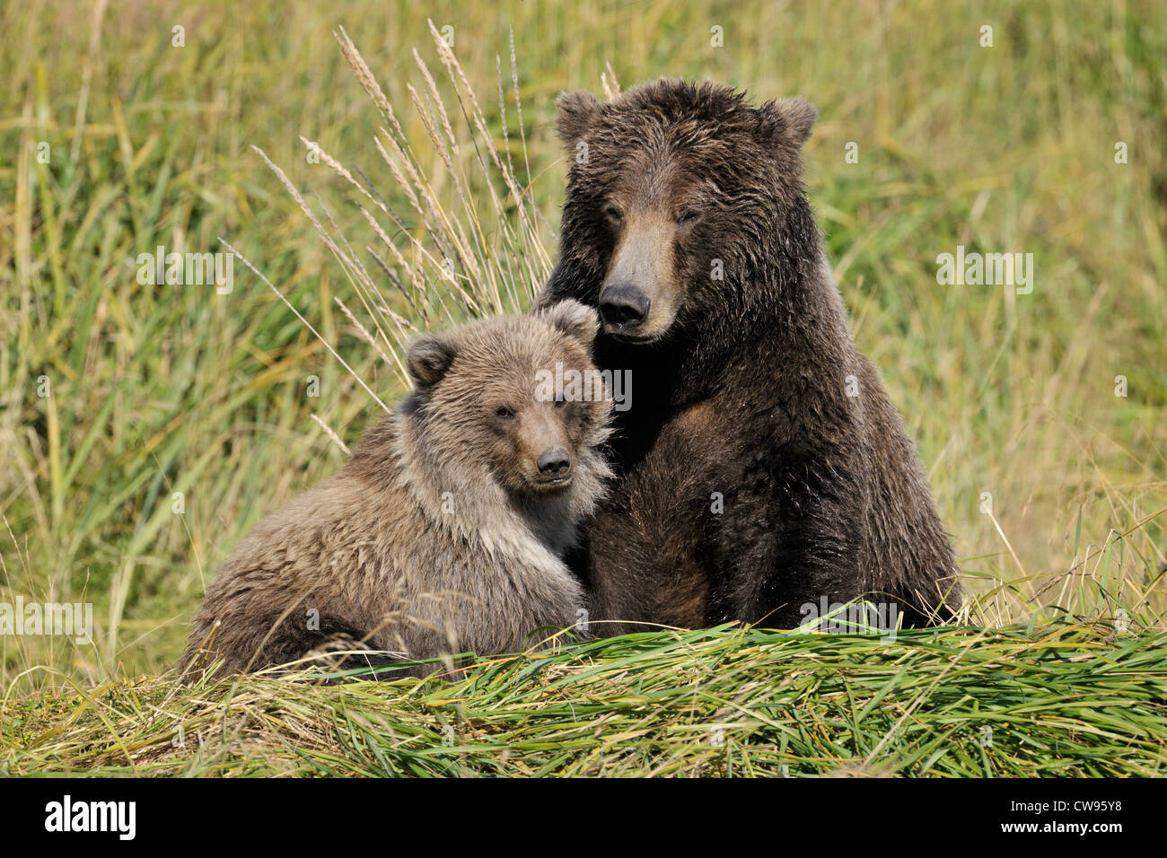 Side view juvenile grizzly bear hi-res stock photography and images - Alamy