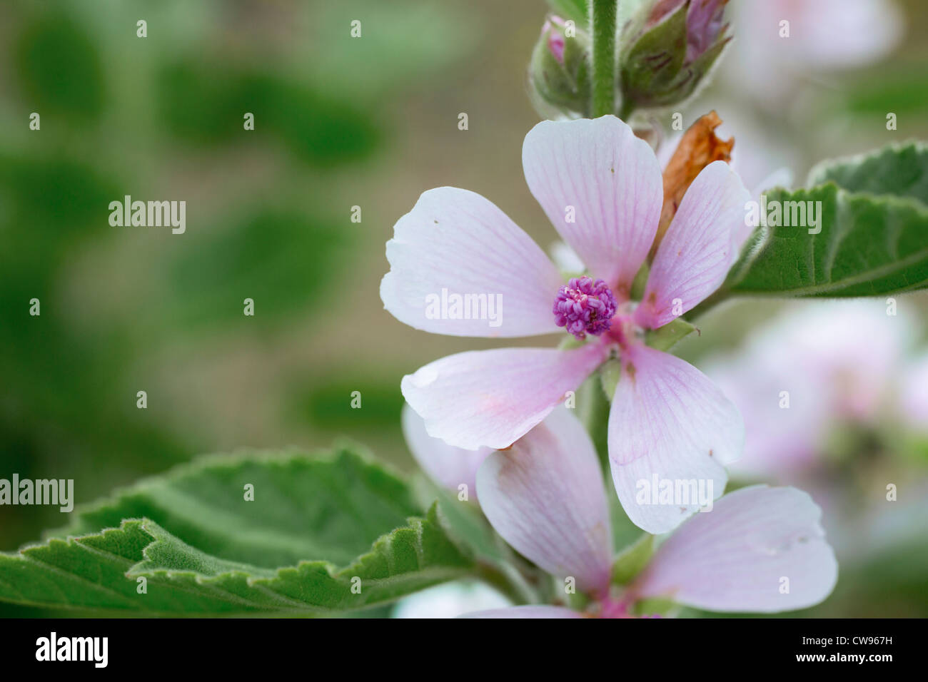 Marsh mallow plant hi-res stock photography and images - Alamy