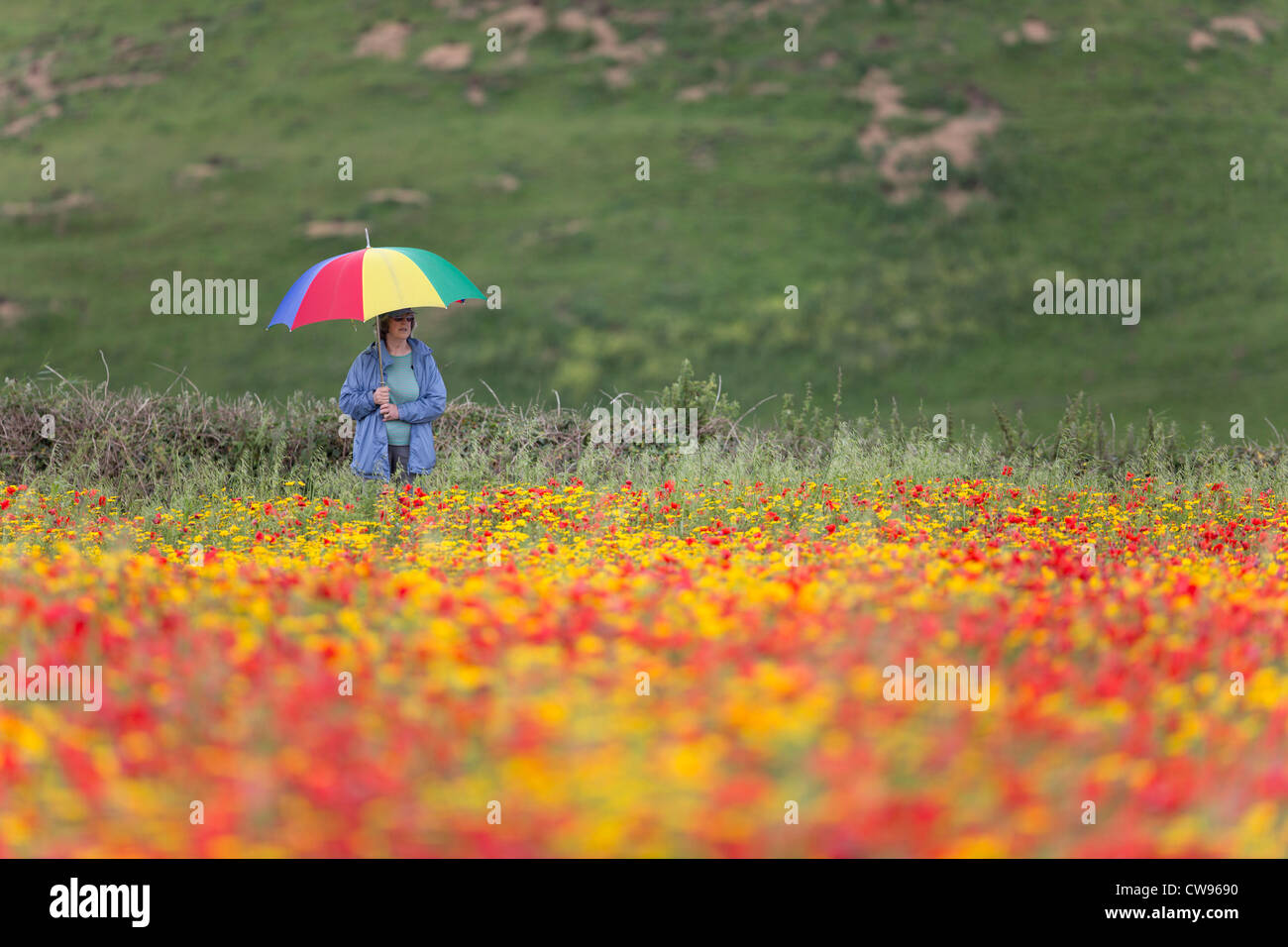 West Pentire; field of poppies and corn marigolds; Newquay; Cornwall ...