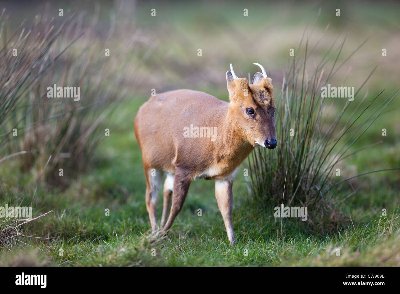 Muntjac; Muntiacus reevesi; male; deer; UK Stock Photo - Alamy
