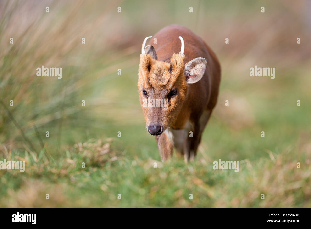 Muntjac deer muntiacus reevesi male hi-res stock photography and images ...