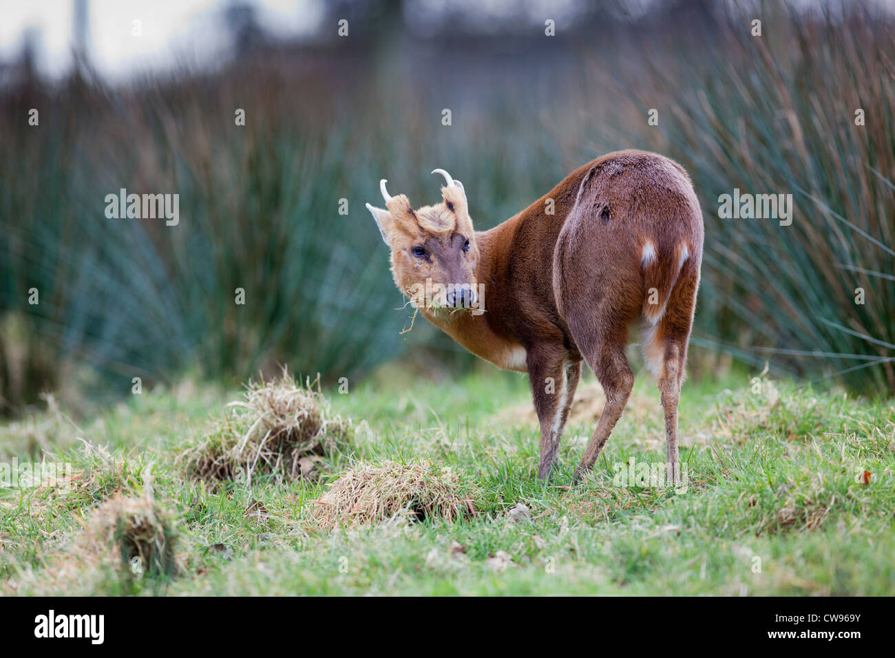 Muntjac; Muntiacus reevesi; male; deer; UK Stock Photo - Alamy