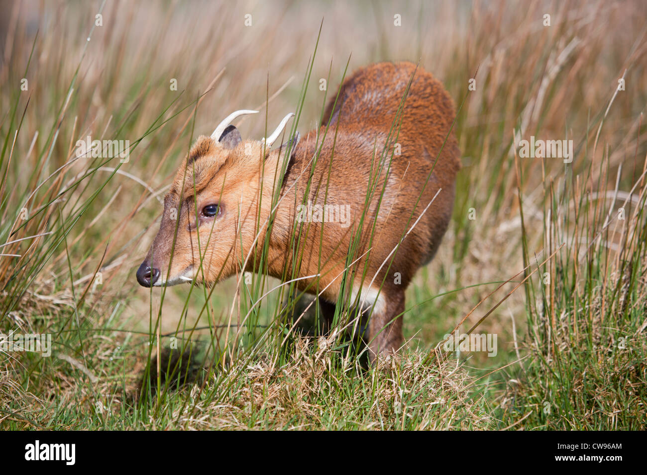 Muntjac; Muntiacus reevesi; male; deer; UK Stock Photo - Alamy