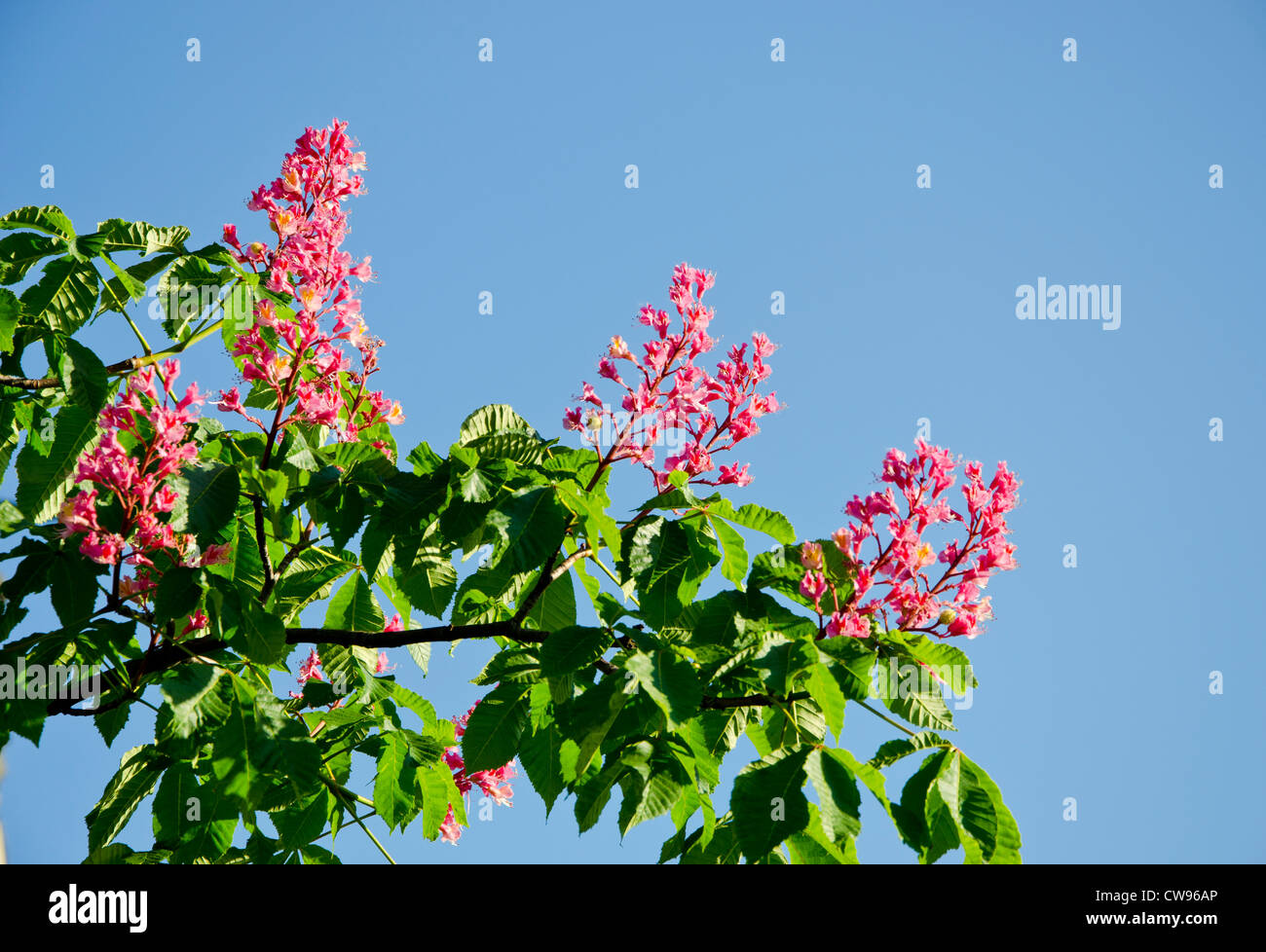 spring conker tree blossoms and sky background Stock Photo - Alamy