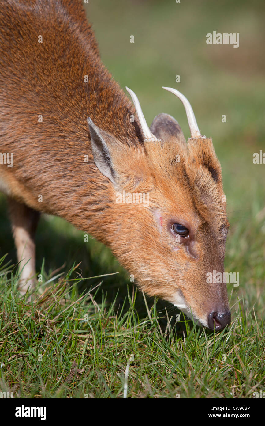 Male muntjac muntiacus reevesi hi-res stock photography and images - Alamy