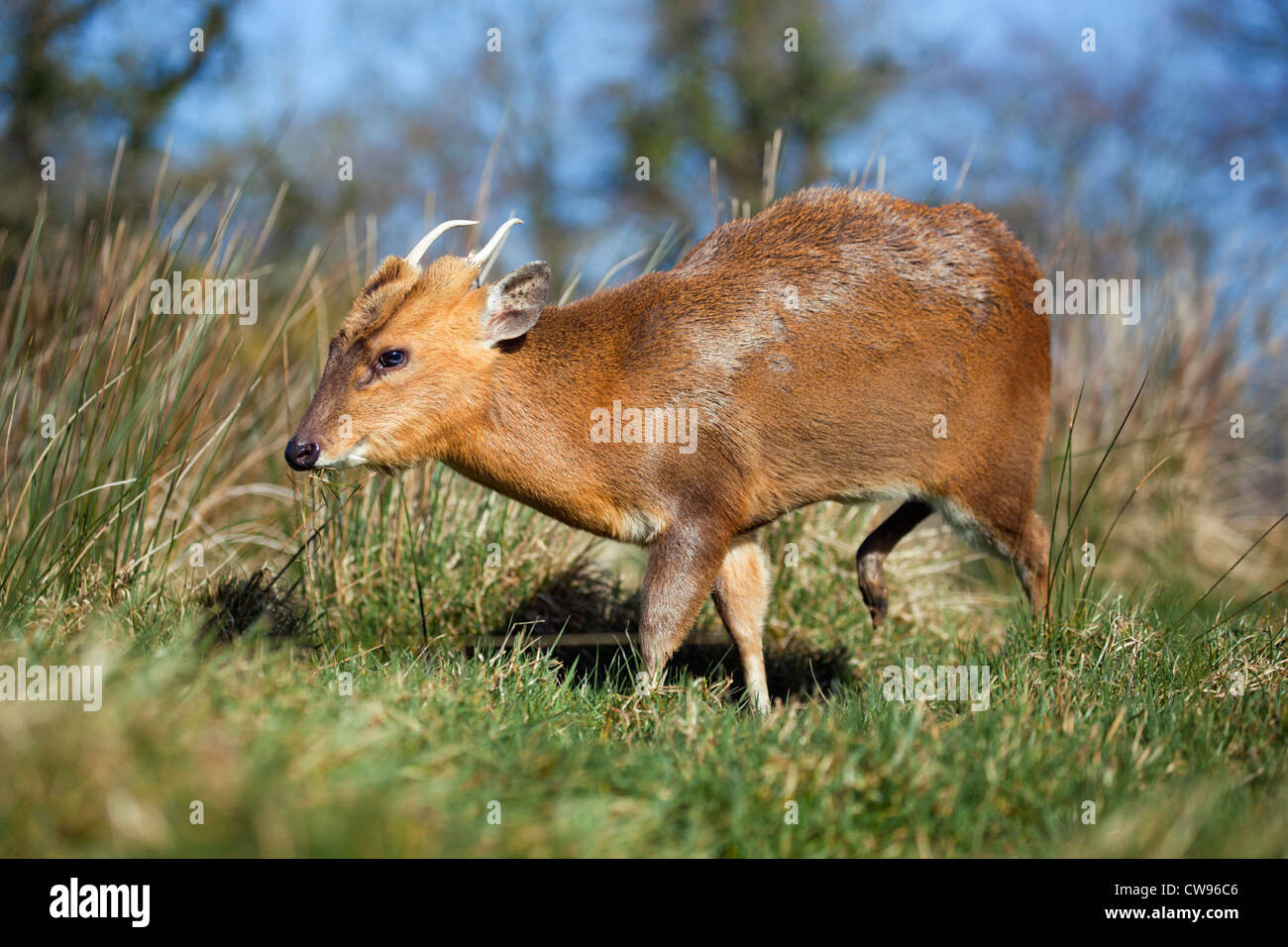 Male muntjac hi-res stock photography and images - Alamy