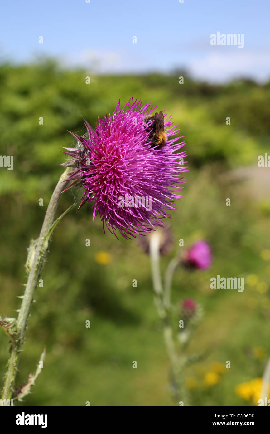 Musk Thistle; Carduus nutans; insect on flower; UK Stock Photo - Alamy
