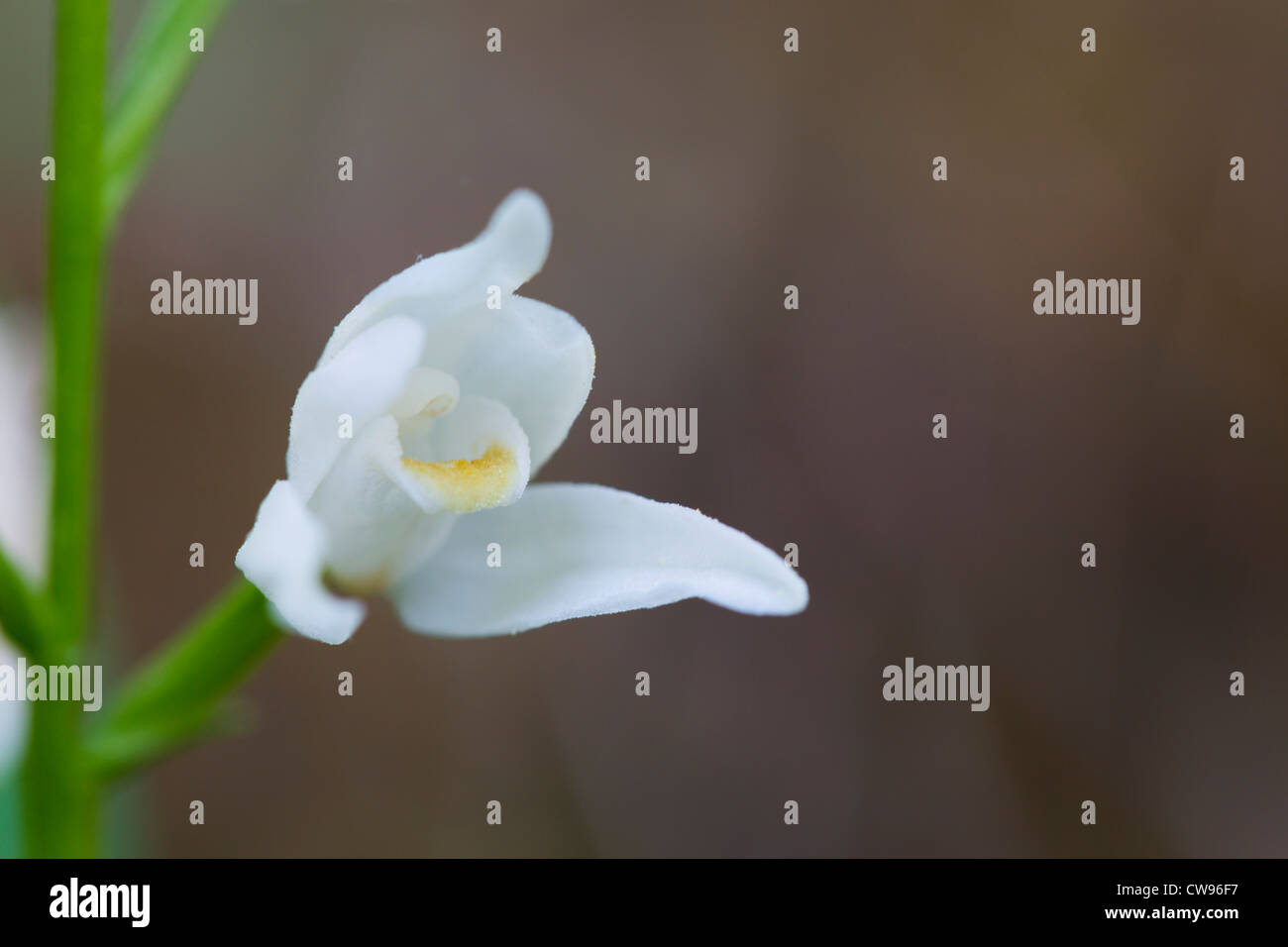 Narrow Leaved Helleborine; Cephalanthera longifolia; flower; Spain ...