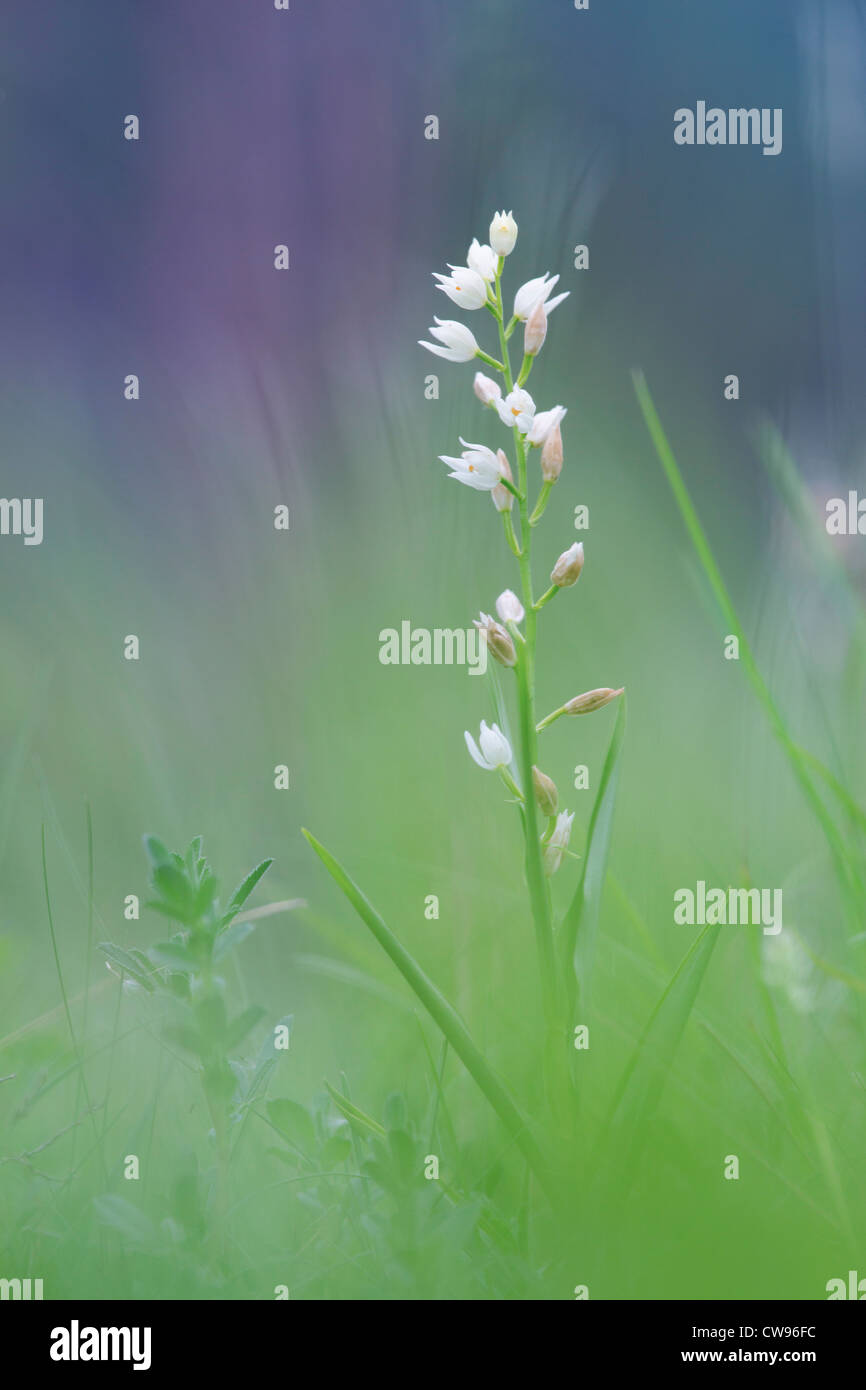 Narrow Leaved Helleborine; Cephalanthera longifolia; flower; Spain ...