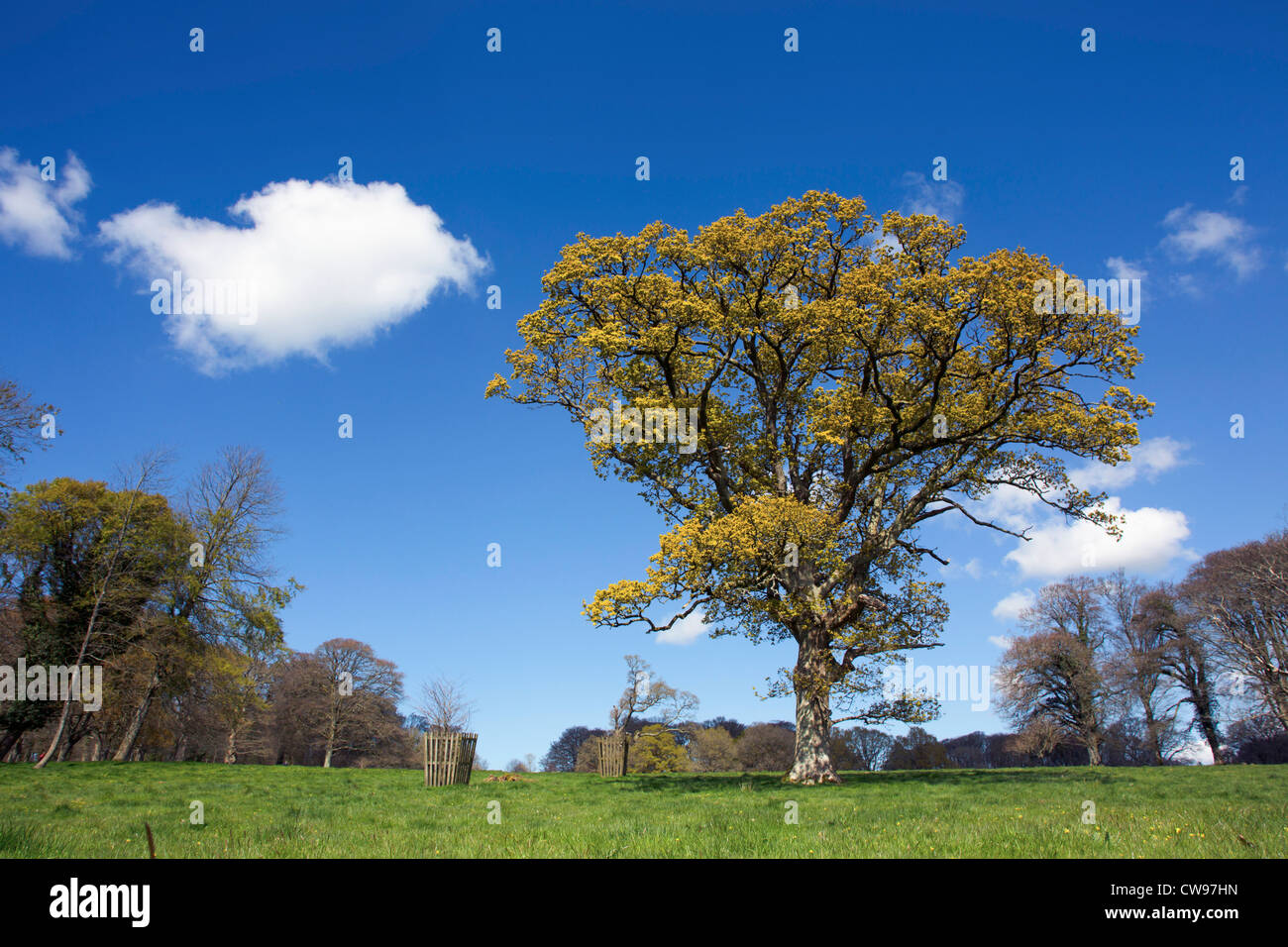 Emerging leaves hi-res stock photography and images - Alamy