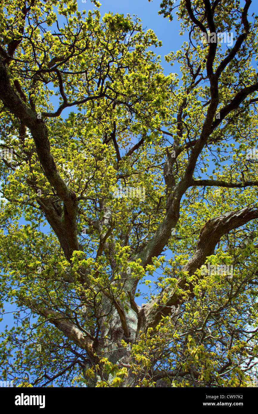Oak Leaves Spring High Resolution Stock Photography and Images - Alamy