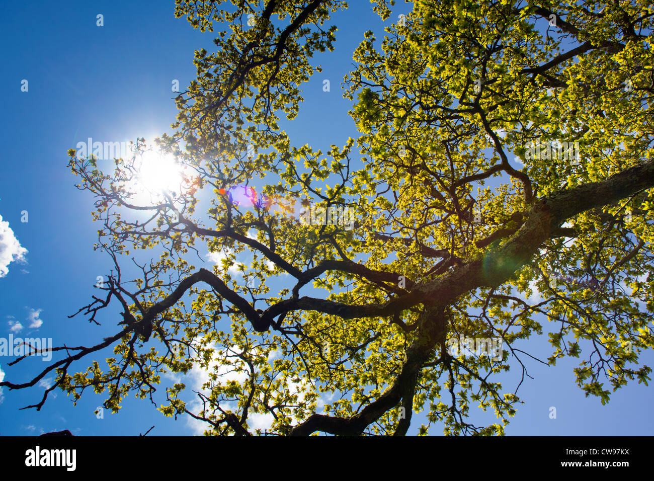 Emerging leaves hi-res stock photography and images - Alamy