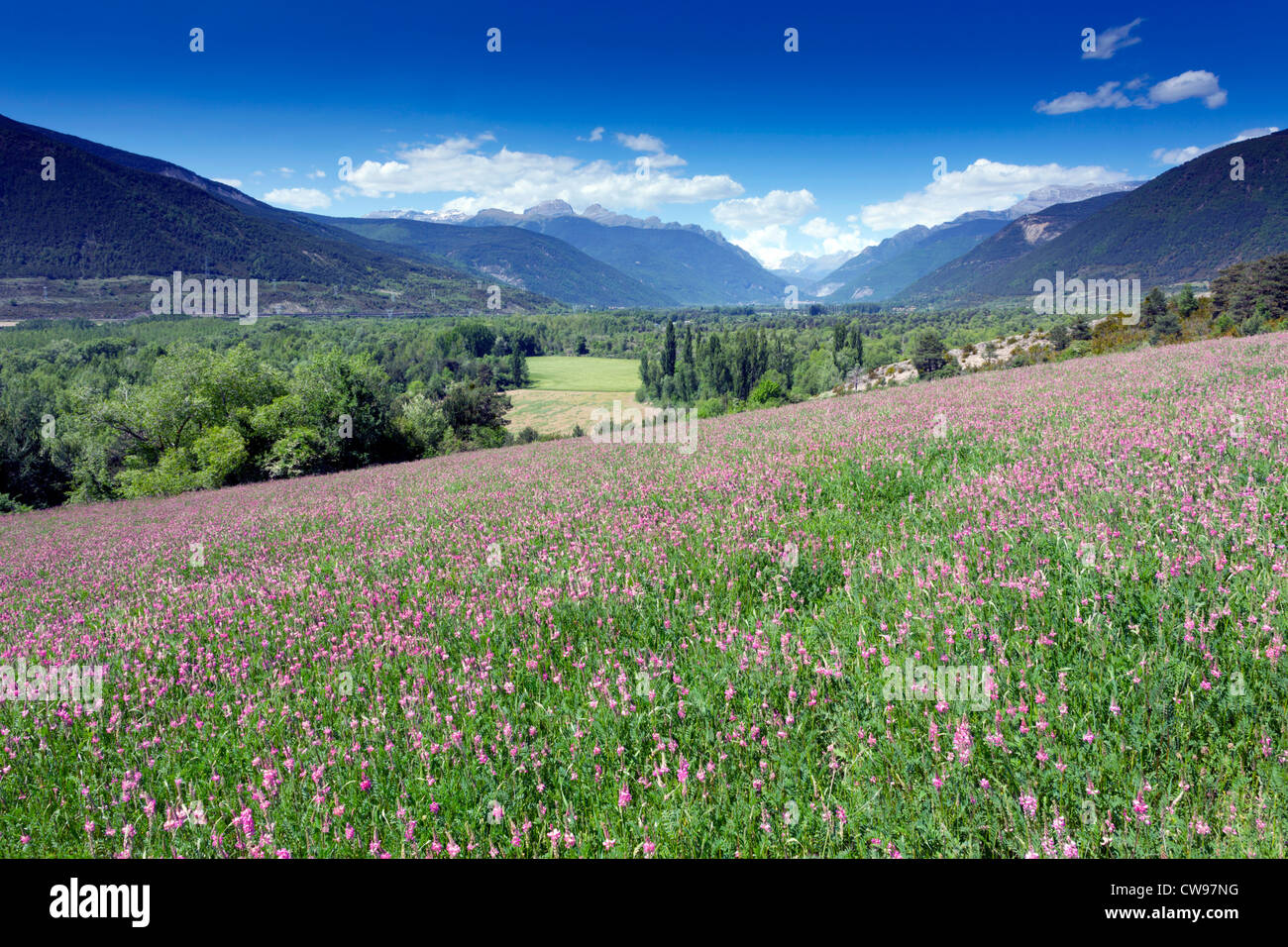 Olivan Sainfoin; leguminous fodder crop; Pyrenees; Spain Stock Photo ...