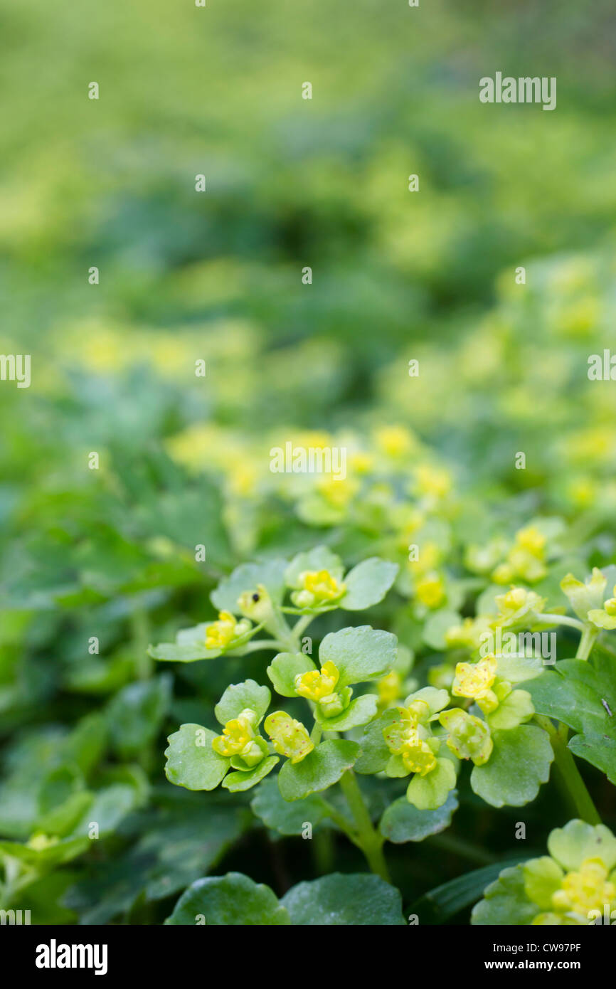 Opposite Leaved Golden Saxifrage; Chrysosplenium oppositifolium; UK ...