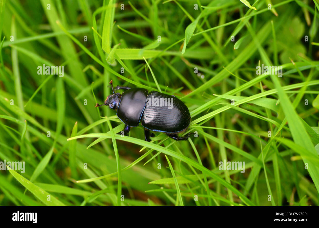Dor bug hi-res stock photography and images - Alamy