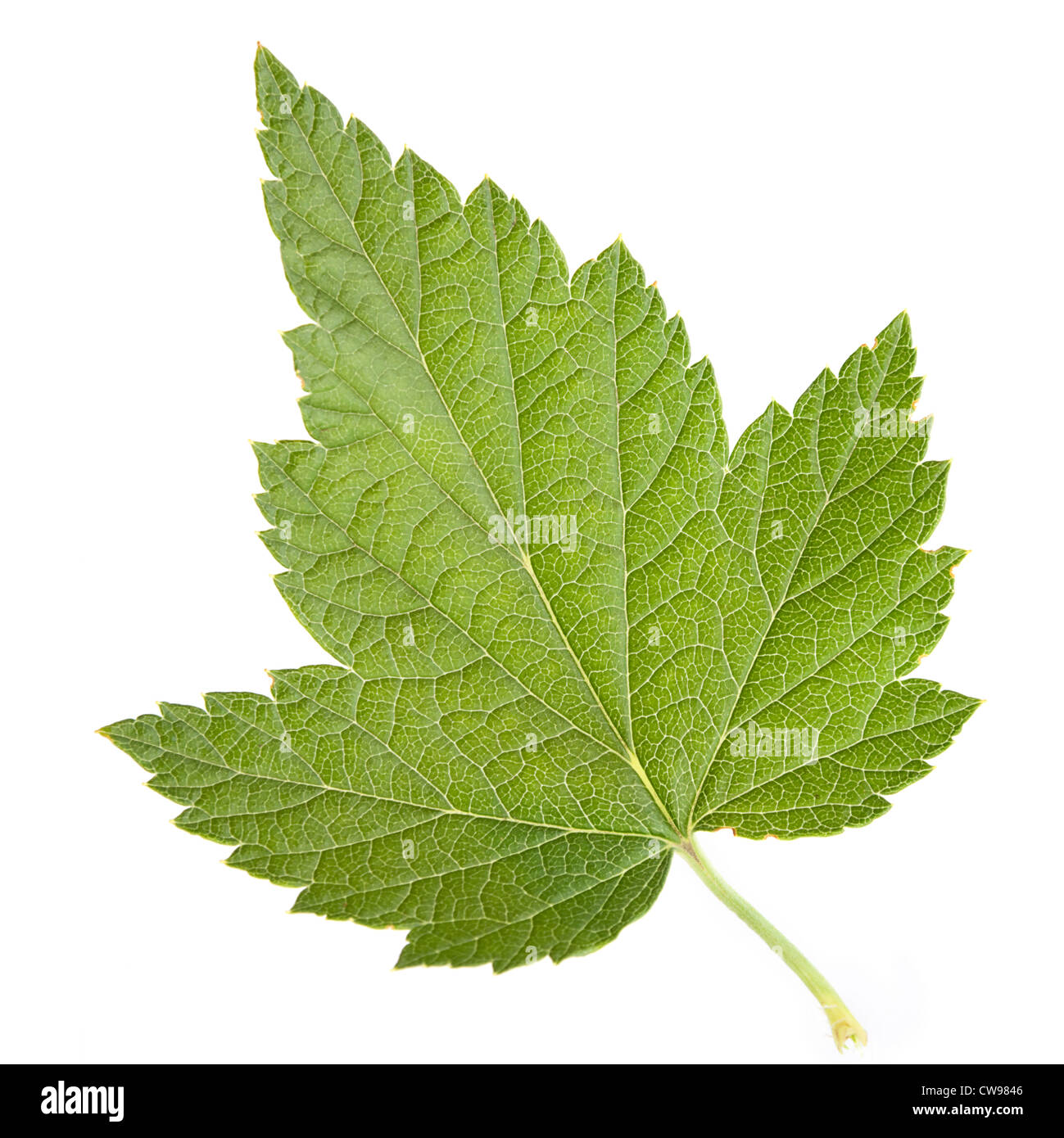 Currant leaf hi-res stock photography and images - Alamy