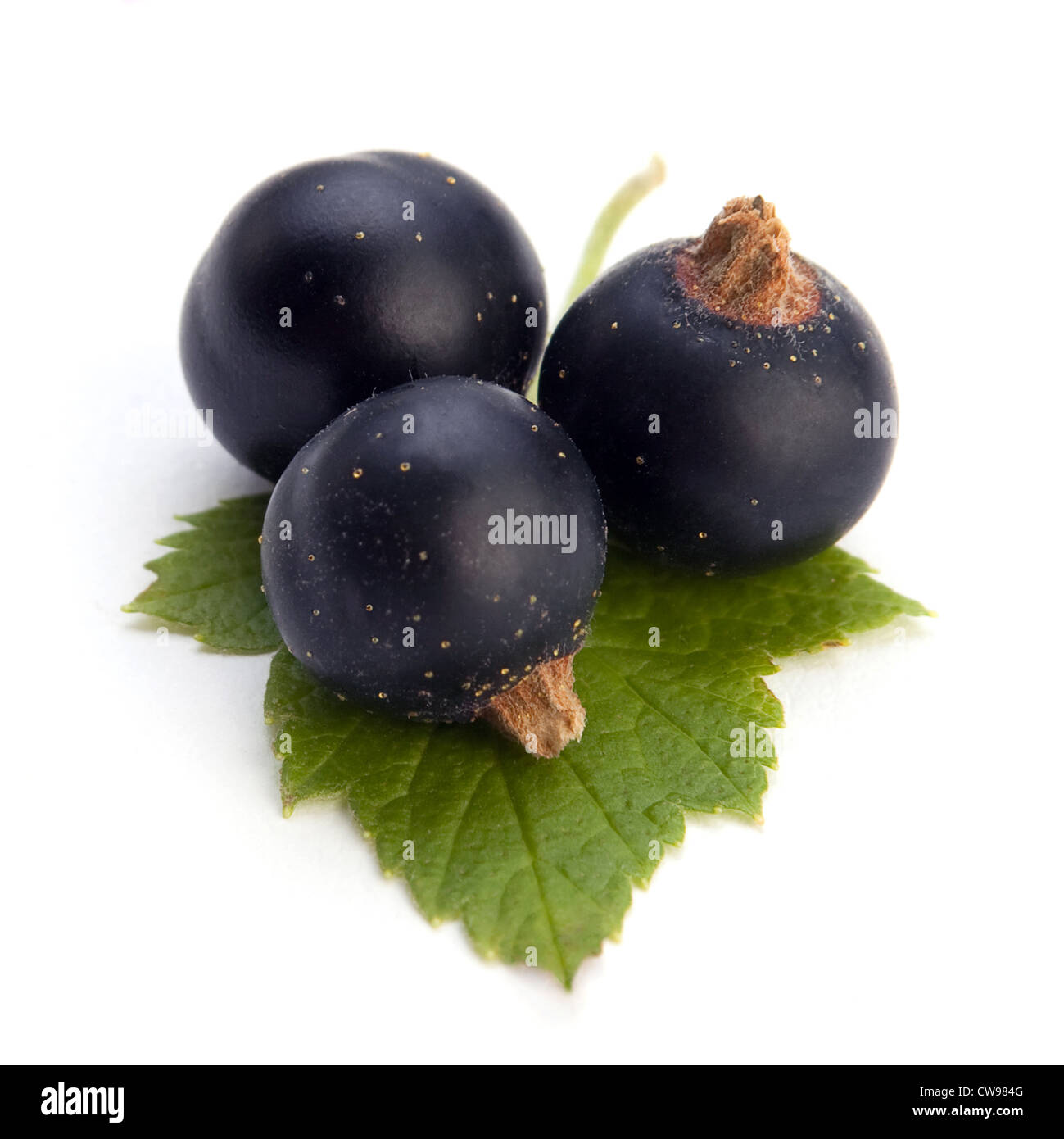Black currant with leaf closeup isolated on white Stock Photo - Alamy