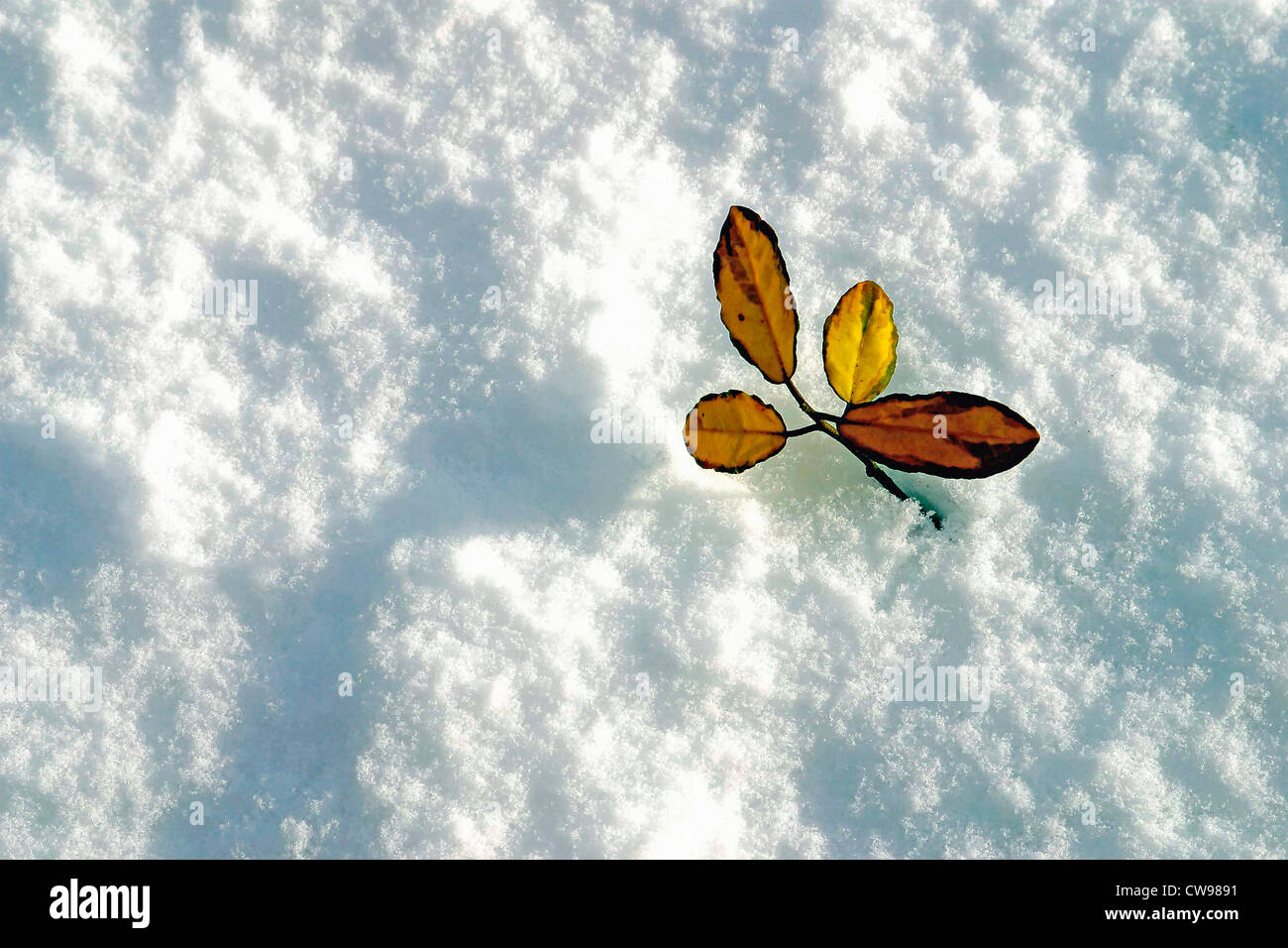 PLANT IN SNOW Stock Photo - Alamy