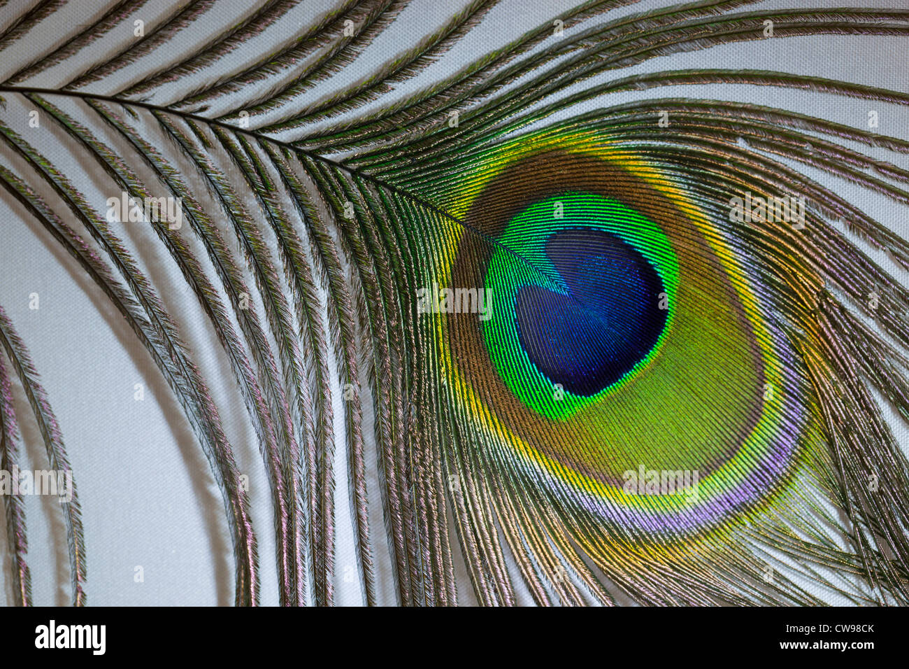 Peacock shape hi-res stock photography and images - Alamy